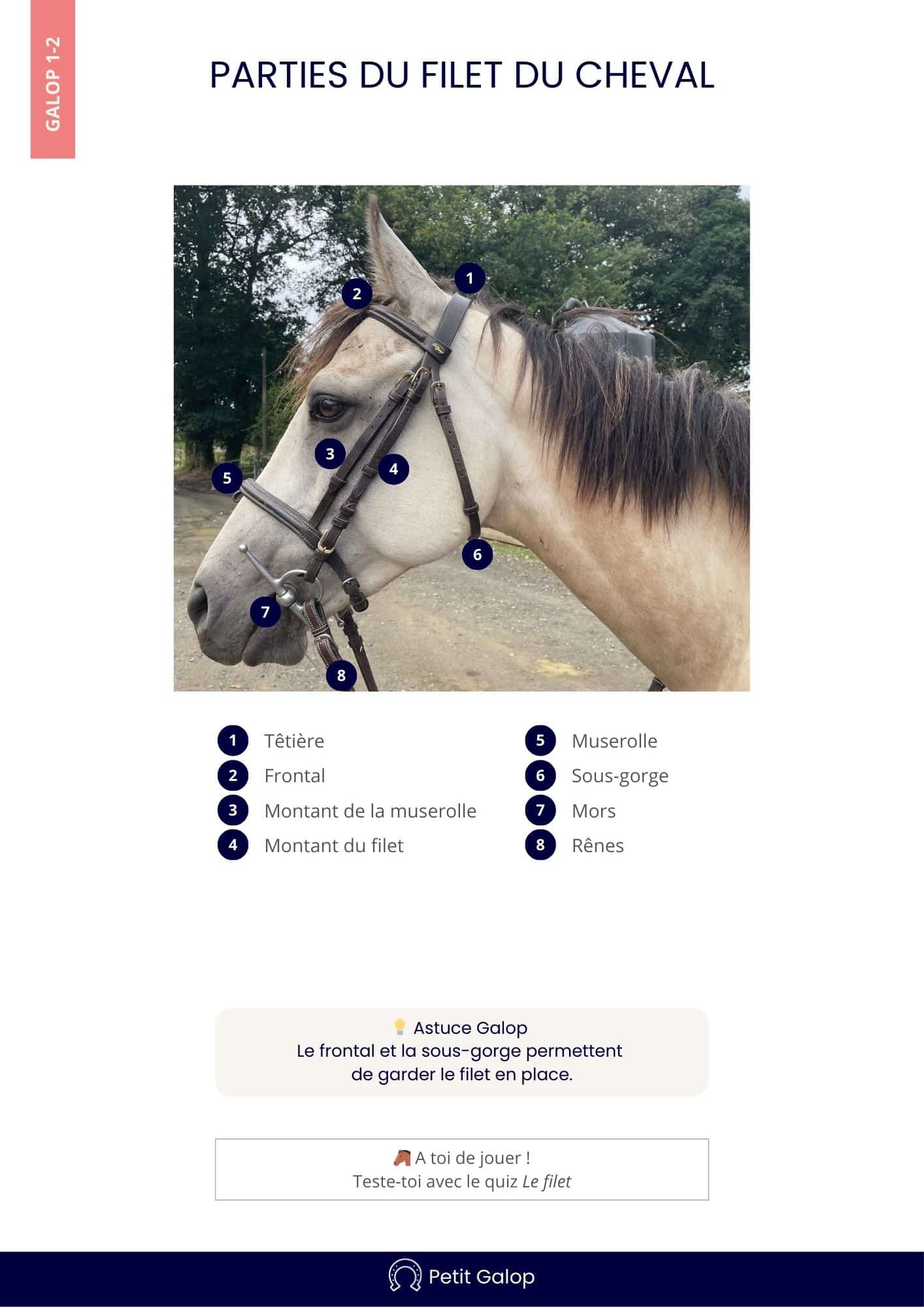Les parties du filet - Petit Galop